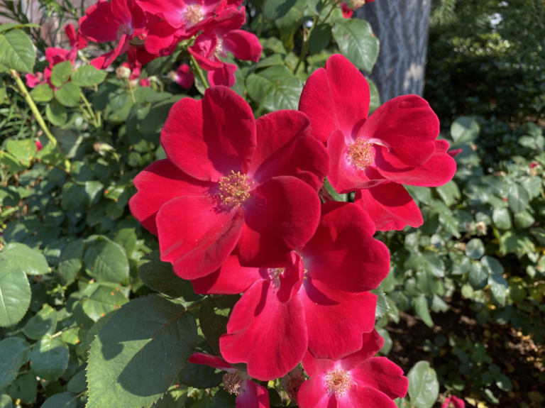 What's Blooming on The Greenway this June! - The Rose Kennedy Greenway