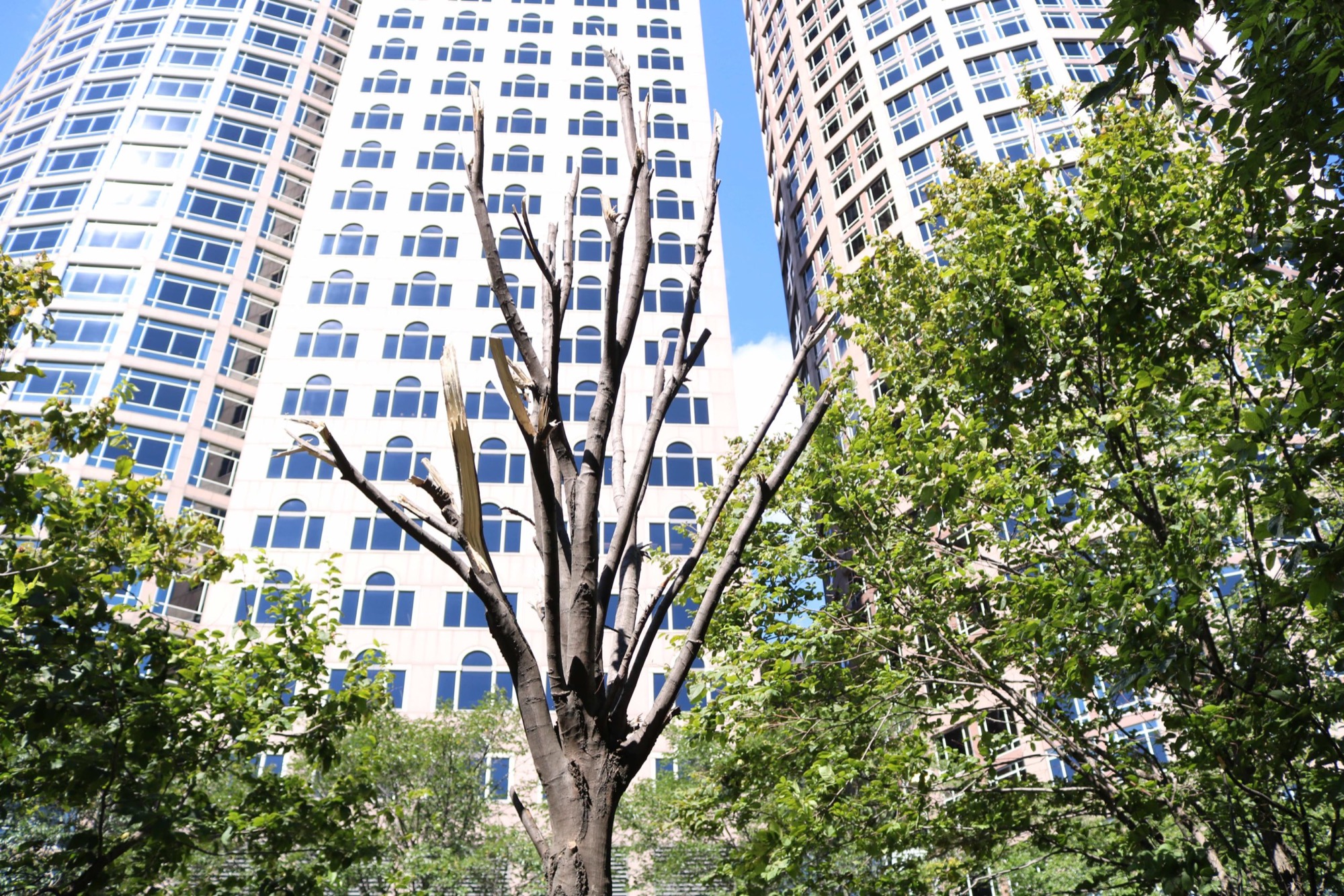 Tree Snag - The Rose Kennedy Greenway