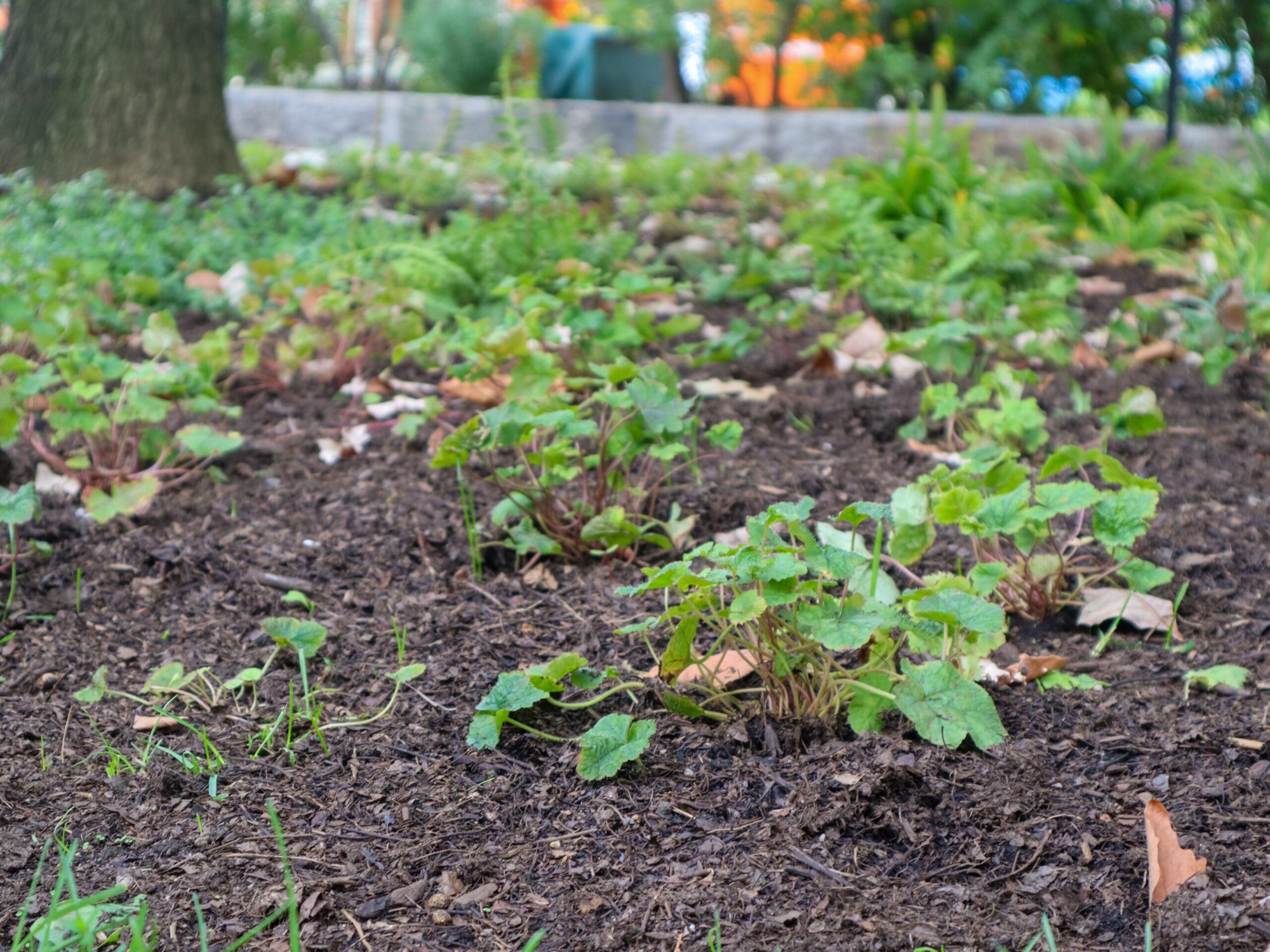 Greenway Horticulture: Creating a Soft Landing - The Rose Kennedy Greenway