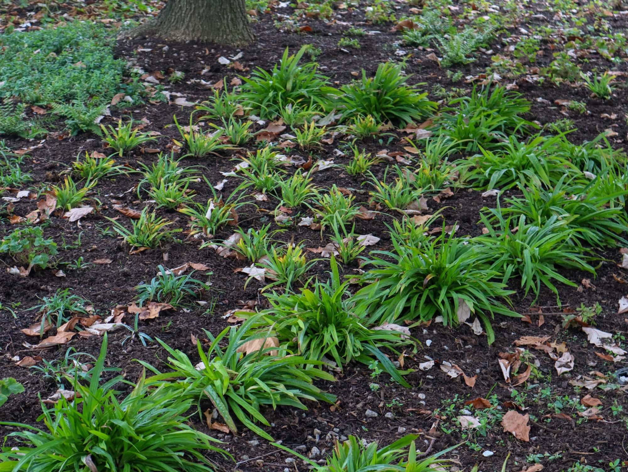 Greenway Horticulture: Creating a Soft Landing - The Rose Kennedy Greenway