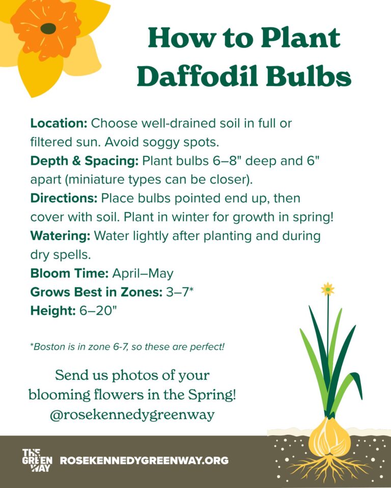 Get Ready for Spring: Planting Bulbs on The Greenway and at Home - The ...